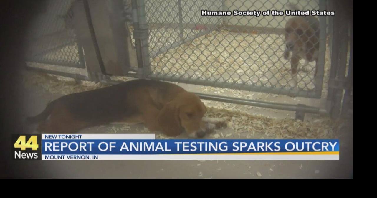 Investigation finds more than 80 beagle puppies subject to drug testing ...