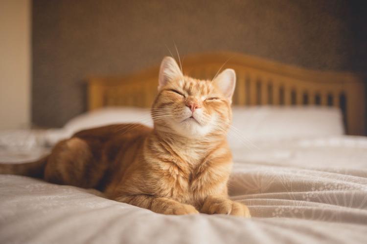Cats have 276 different facial expressions, study finds | | wevv.com