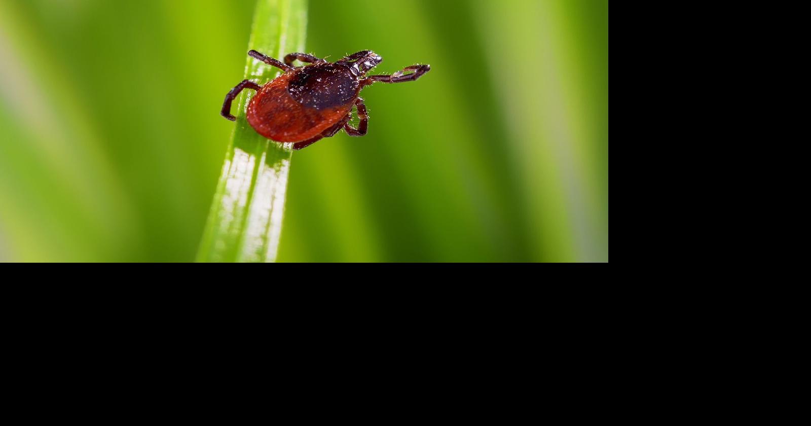 There are ‘more ticks in more places’ — here’s how to avoid these ...