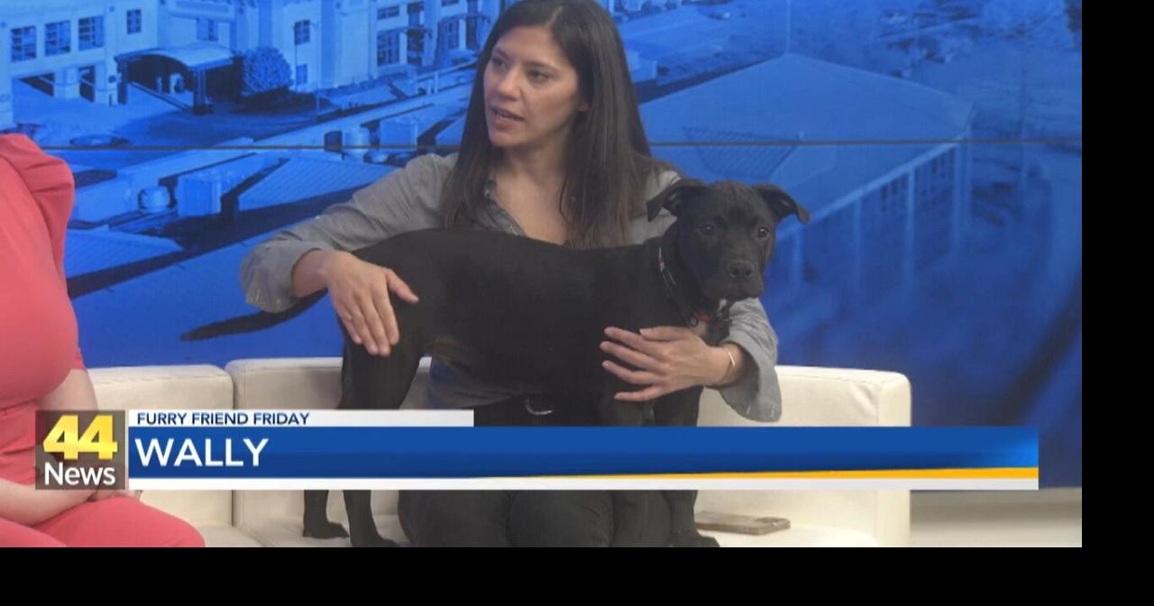Furry Friend Friday: Meet Wally | Video | wevv.com