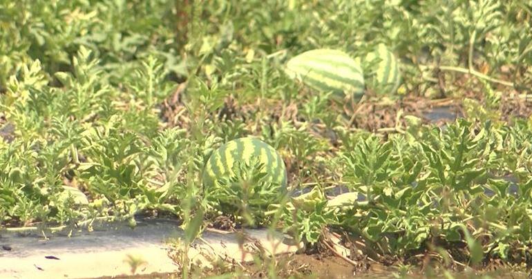 Southern Indiana melon farmers persist despite tough season | Farm Life ...