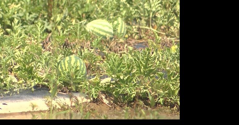 Southern Indiana melon farmers persist despite tough season | Farm Life ...