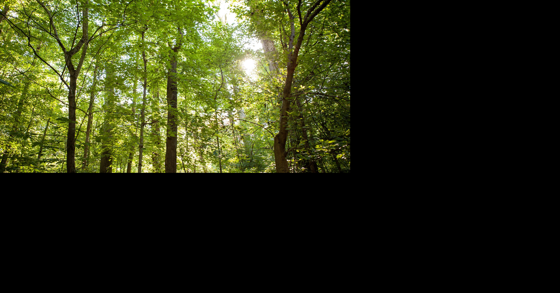 Free weekend fun at Wesselman Woods in Evansville this year | News ...