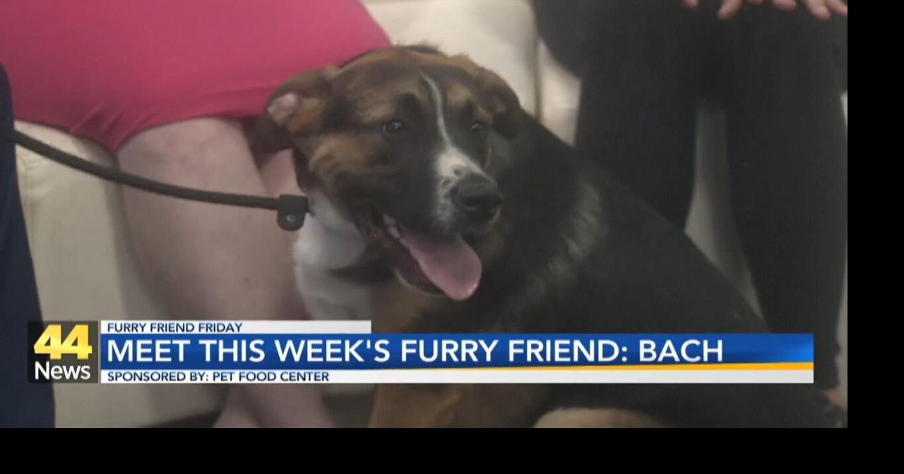 Furry Friend Friday: Meet Bach | Indiana | wevv.com