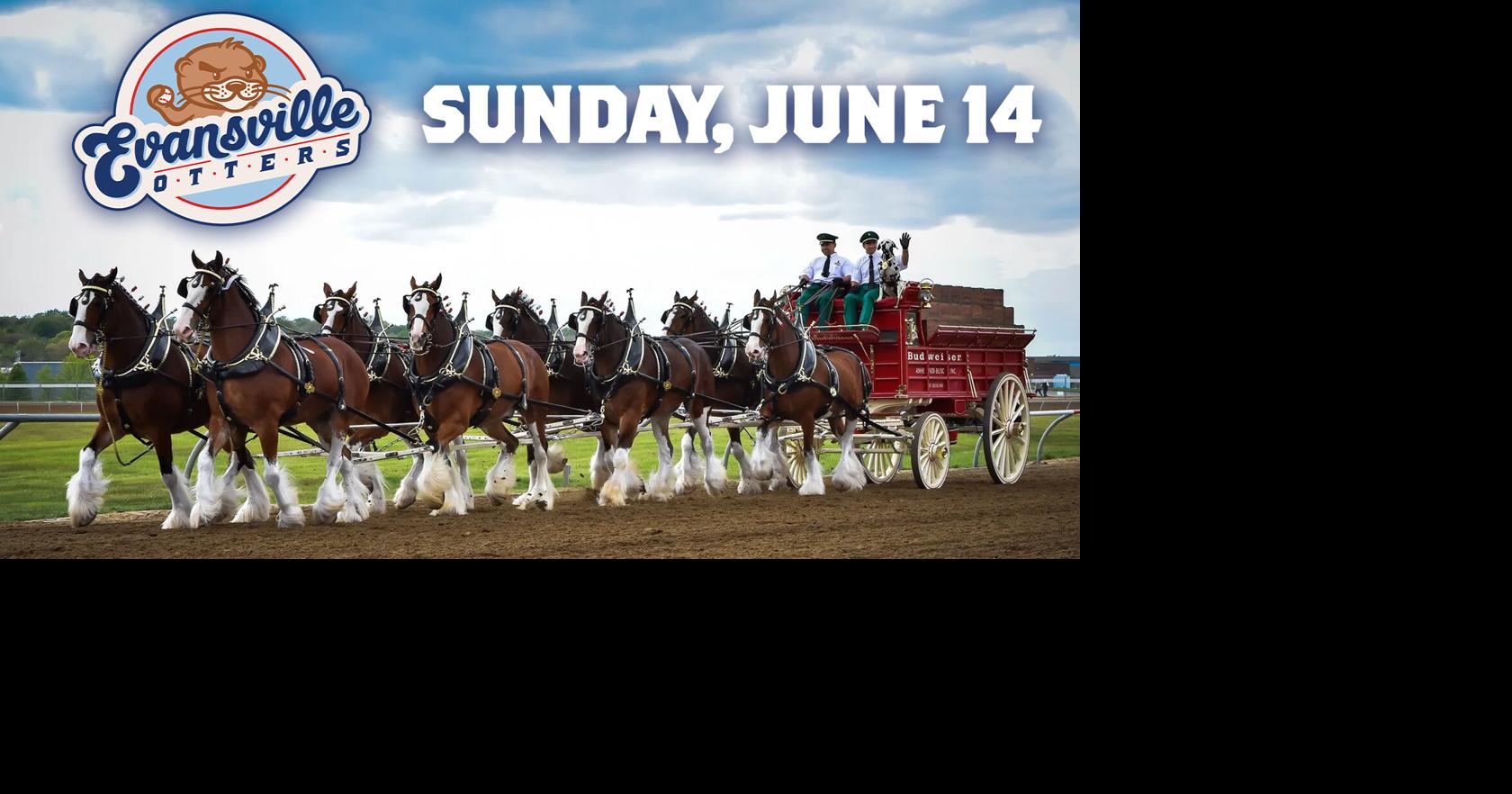 Budweiser Clydesdales officially in Evansville | News | wevv.com