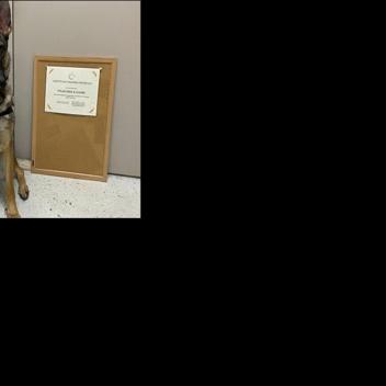 DCSO Therapy K9 receives certification | News | wevv.com
