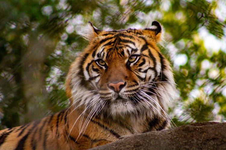 Mesker Park Zoo Mourns Sudden Loss of 3-Year-Old Sumatran Tiger Luna ...