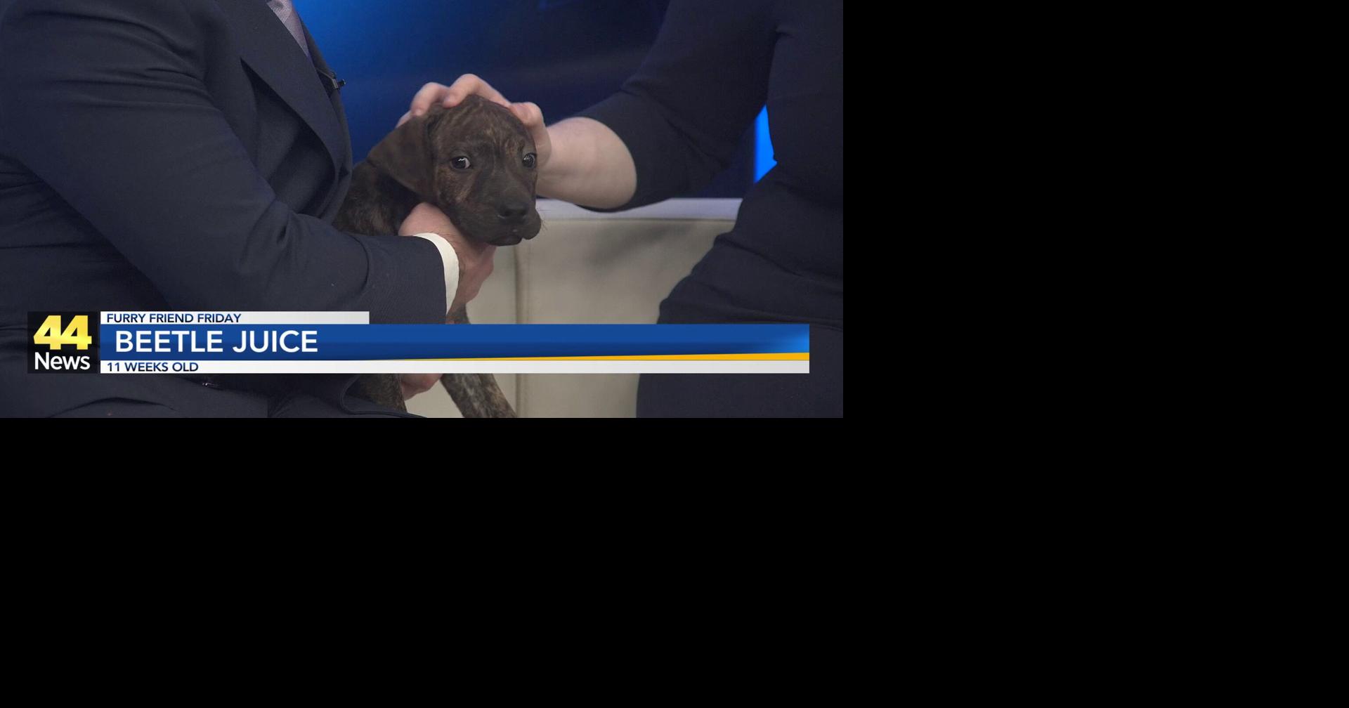 Furry Friend Friday: Meet Beetle Juice | Indiana | wevv.com