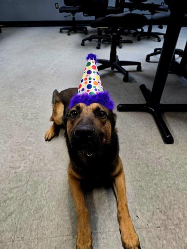 Madisonville Police Department celebrating K9's birthday | Kentucky ...