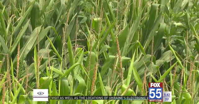 Weather Wonders: Corn Sweat | Top Stories | wfft.com