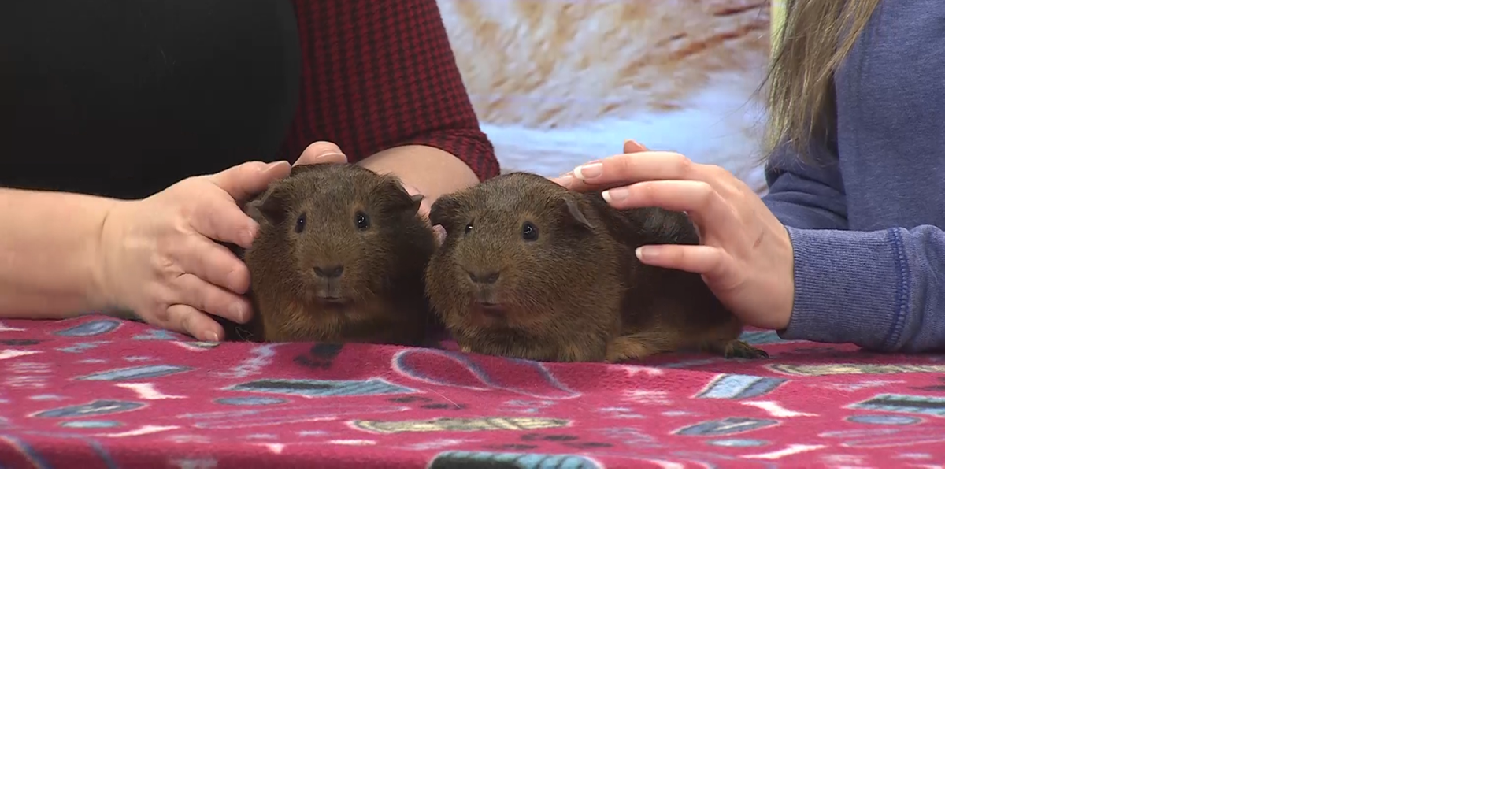 Paws-itively Pets: Brownie and Fudge | Animals | wfft.com