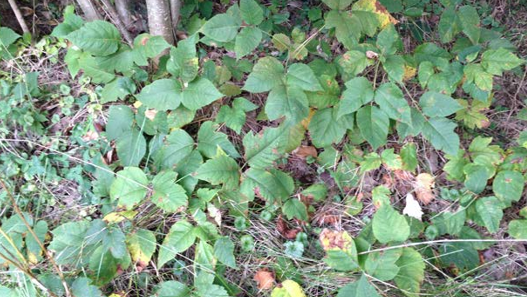 Poison ivy alert: How to identify and manage it effectively ...