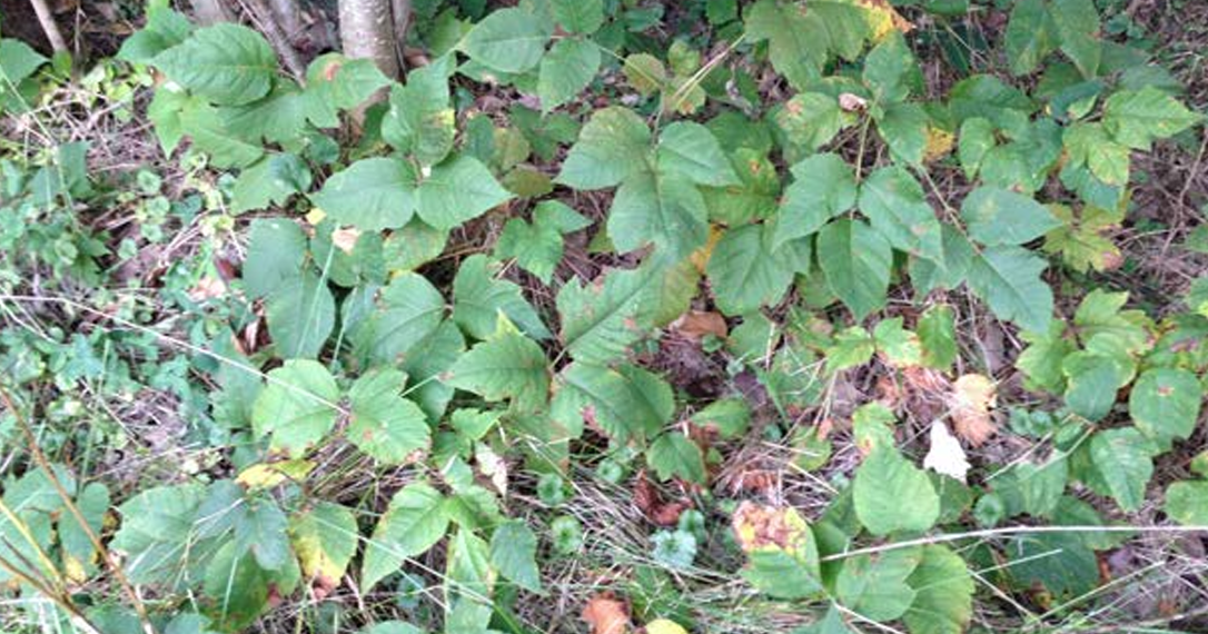 Poison ivy alert: How to identify and manage it effectively ...