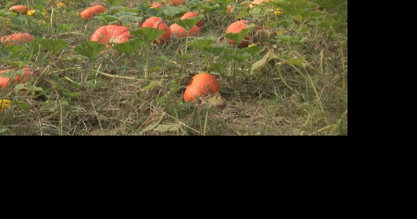 Here's how you can protect your pumpkins from pests | Business | wfft.com