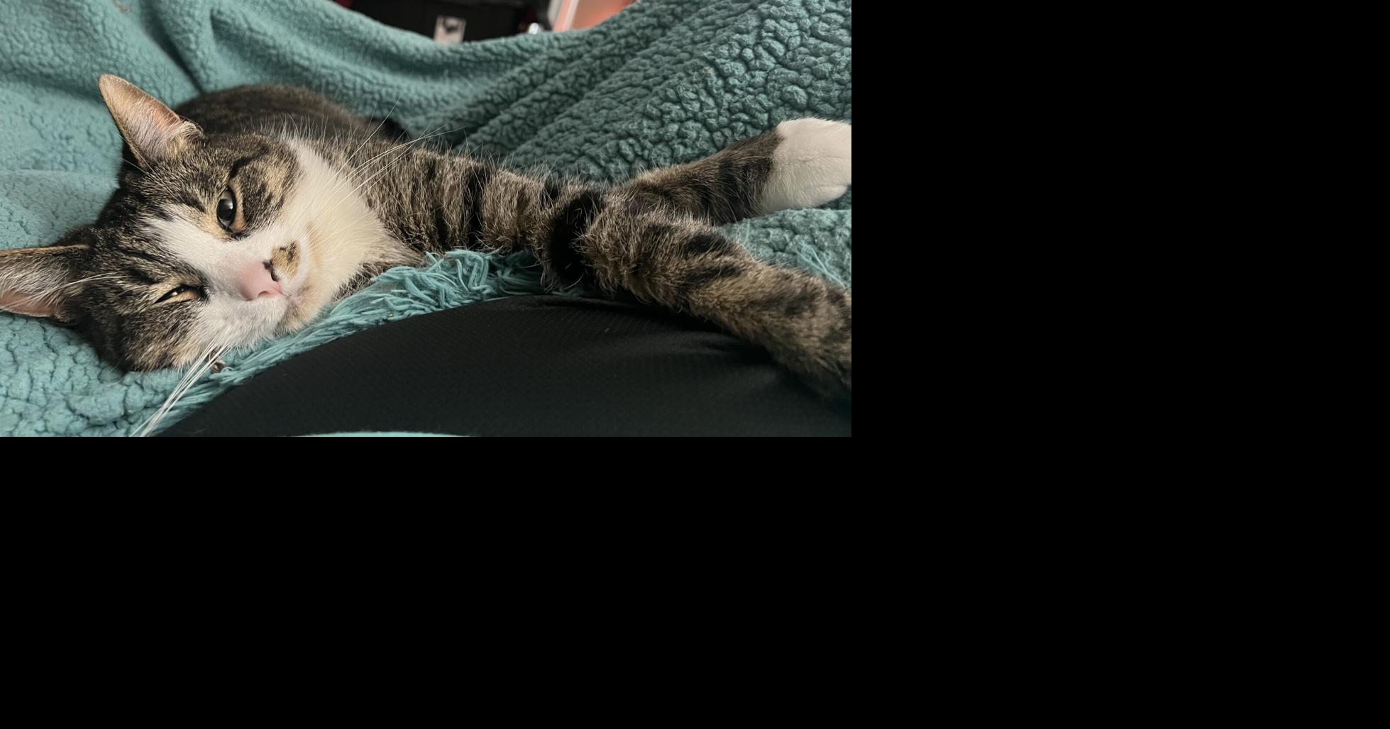 Fee-waived cat adoptions in Fort Wayne this weekend | News | wfft.com