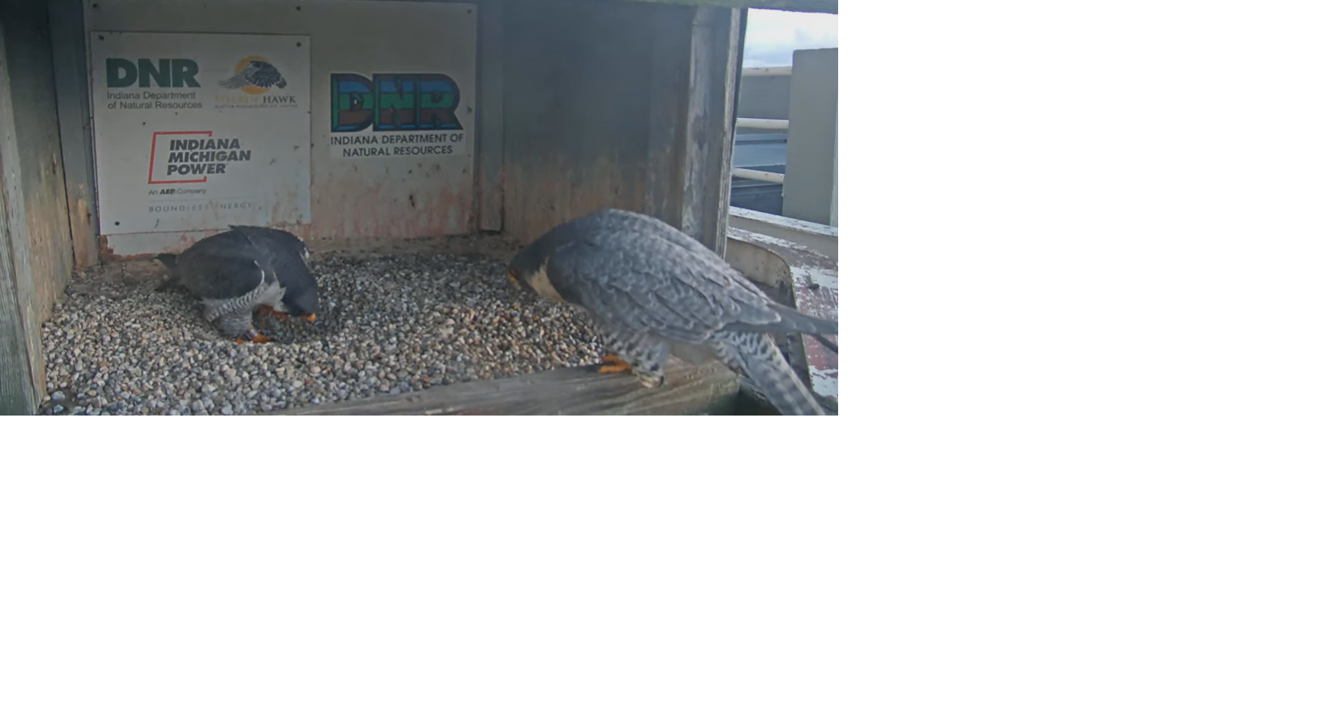 Power-couple peregrine falcons return to Fort Wayne | News | wfft.com