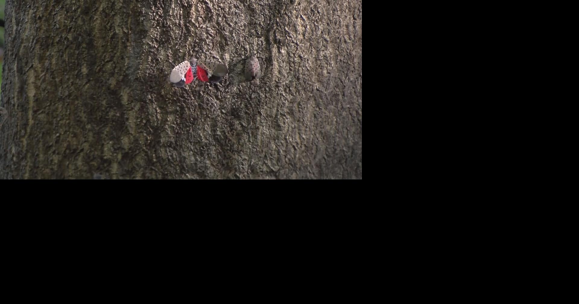 Spotted lanternfly spreading across Northern Indiana | Environment ...