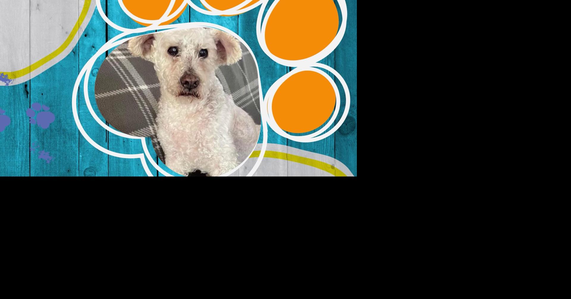 Paws-itively Pets March 3rd | Animals | wfft.com