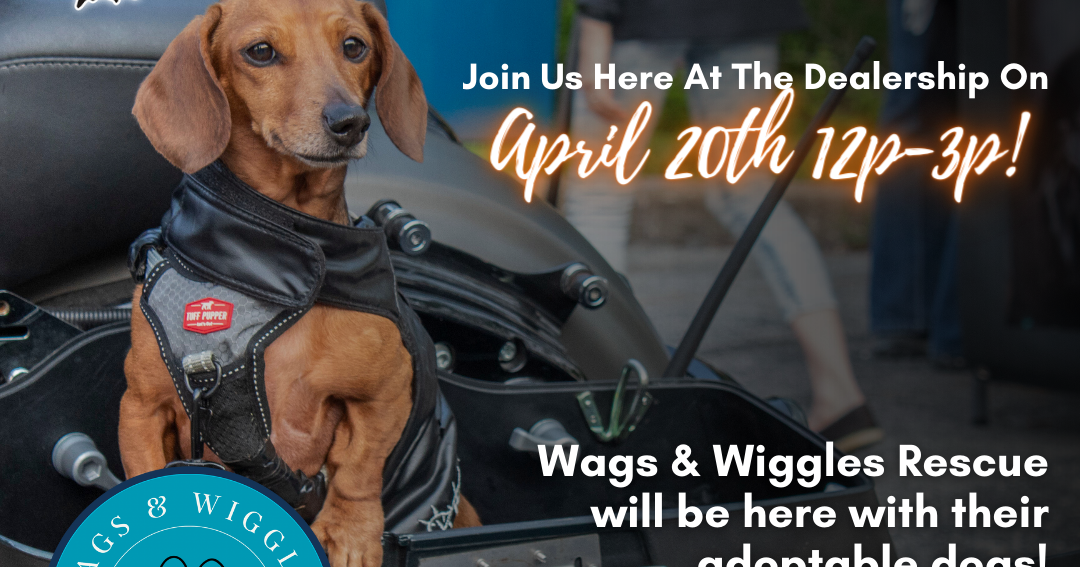Community Champs: Wags & Wiggles Rescue | Community | wfft.com