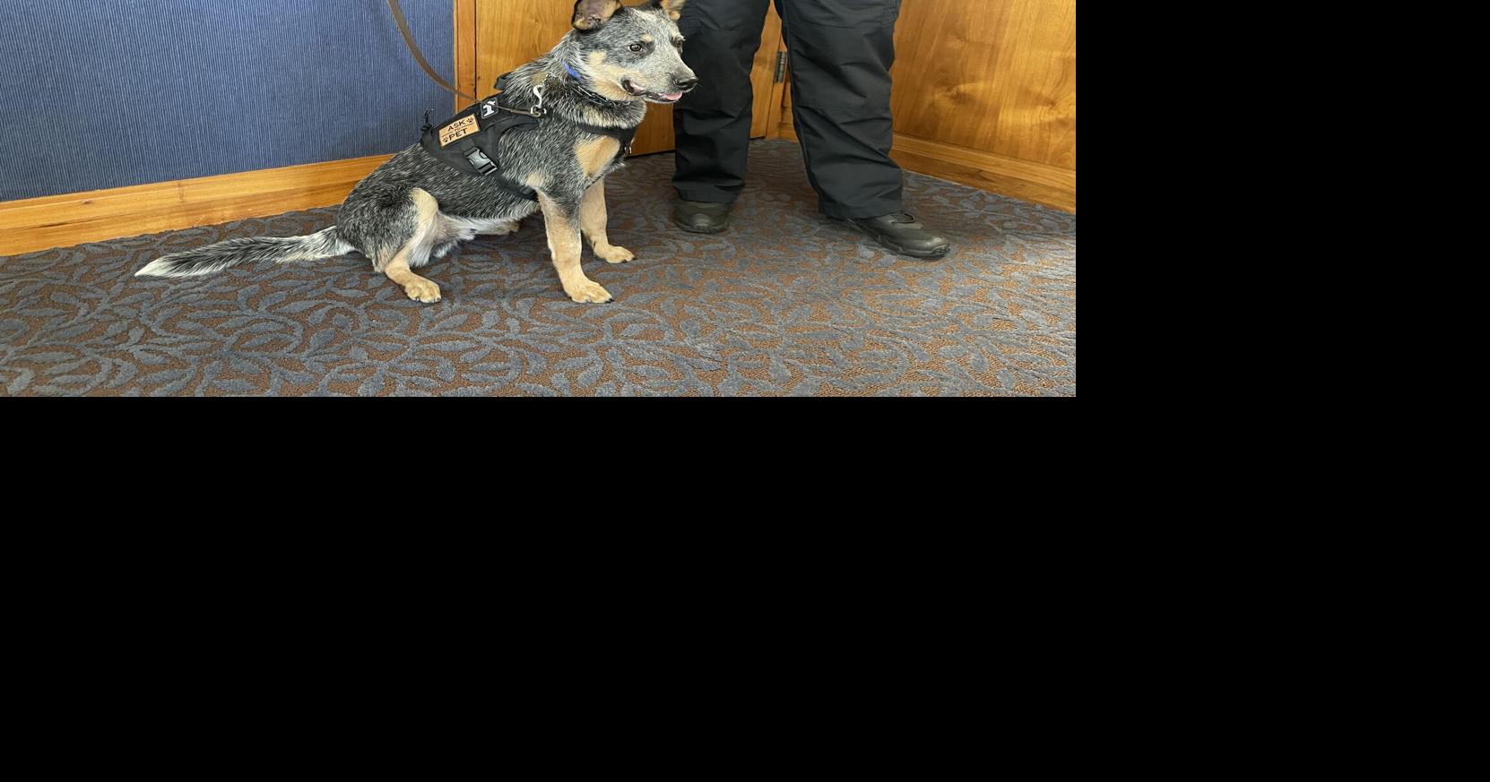 FWPD's new therapy dog will address officers mental health | News ...
