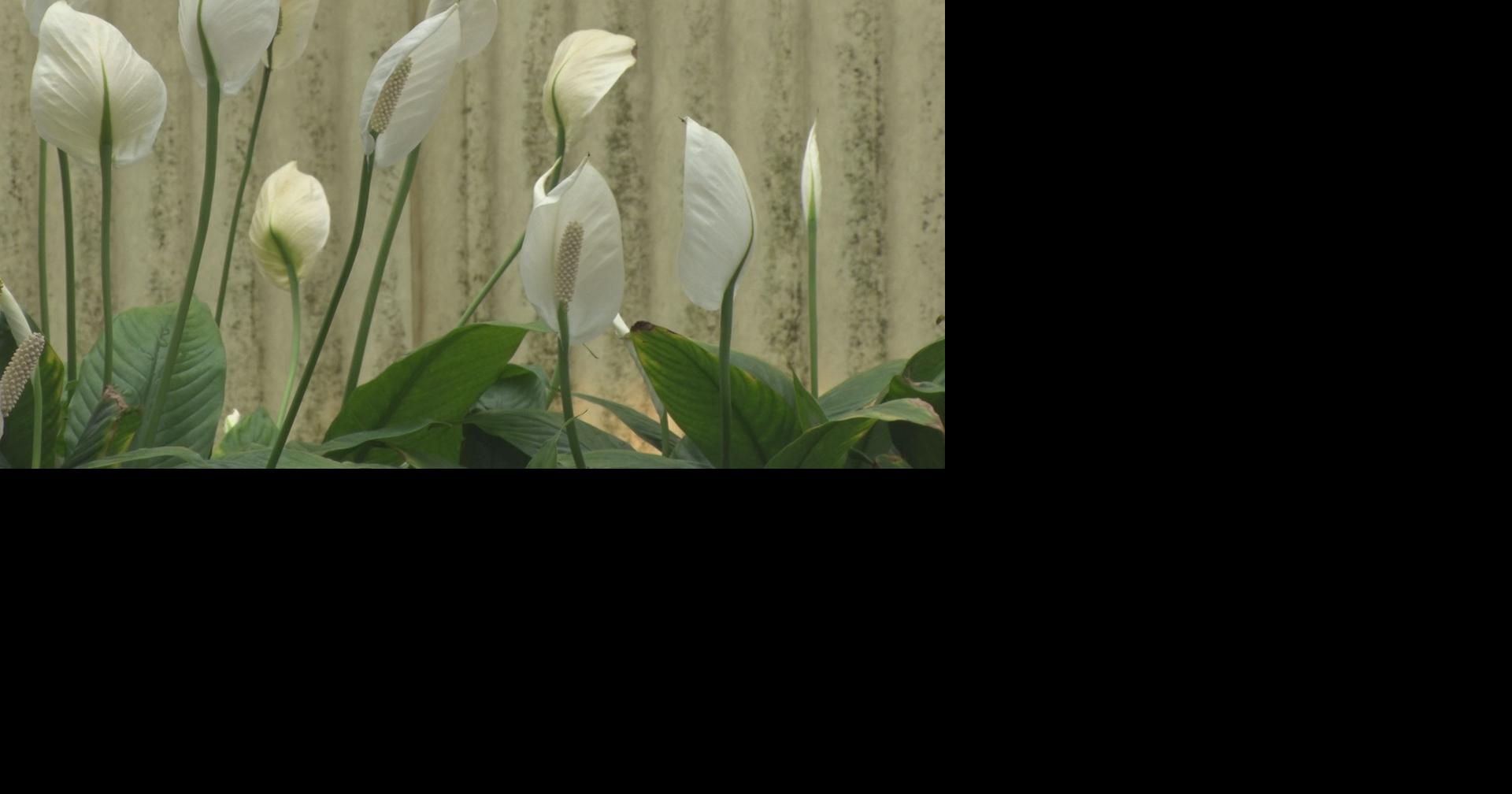 Light freeze Wednesday night could damage plants | Indiana | wfft.com