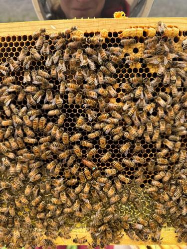 Tiny QR codes help scientists track bee movements | | wfft.com