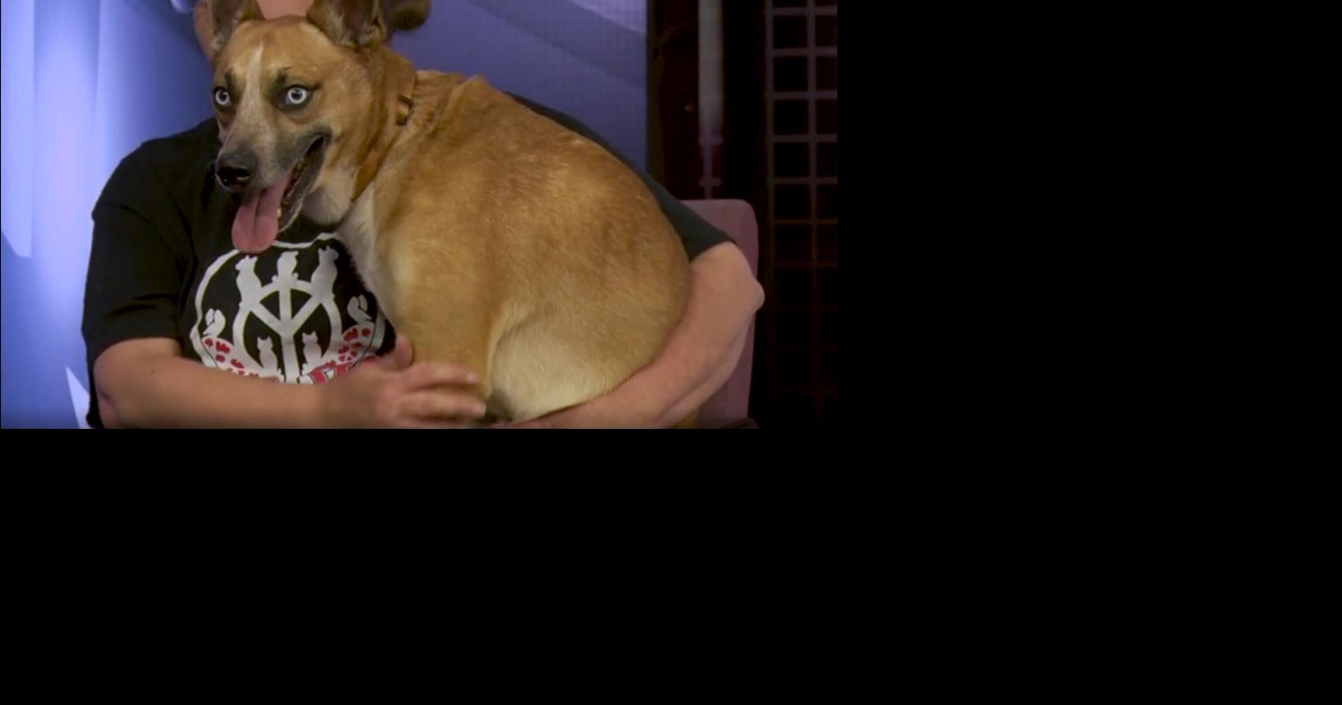Paws-itively Pets: Ares | Animals | wfft.com