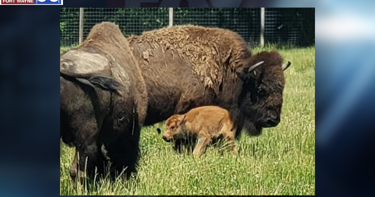 Northeastern Indiana claims roots to historic bison heritage with birth ...
