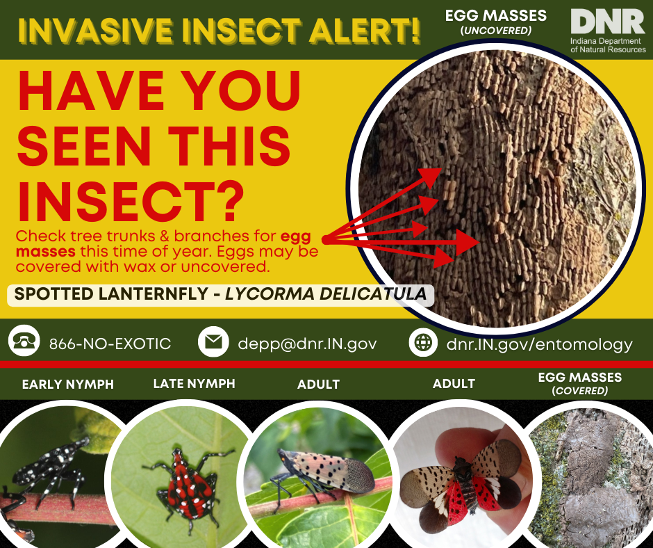 Spotted lanternfly spreading across Northern Indiana | Environment ...