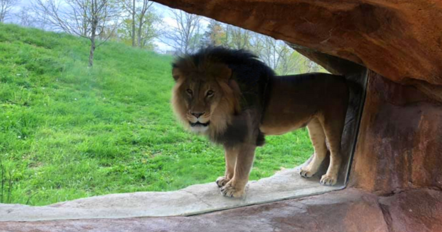 Fort Wayne Children's Zoo mourns loss of African lion Bahati | Animals ...