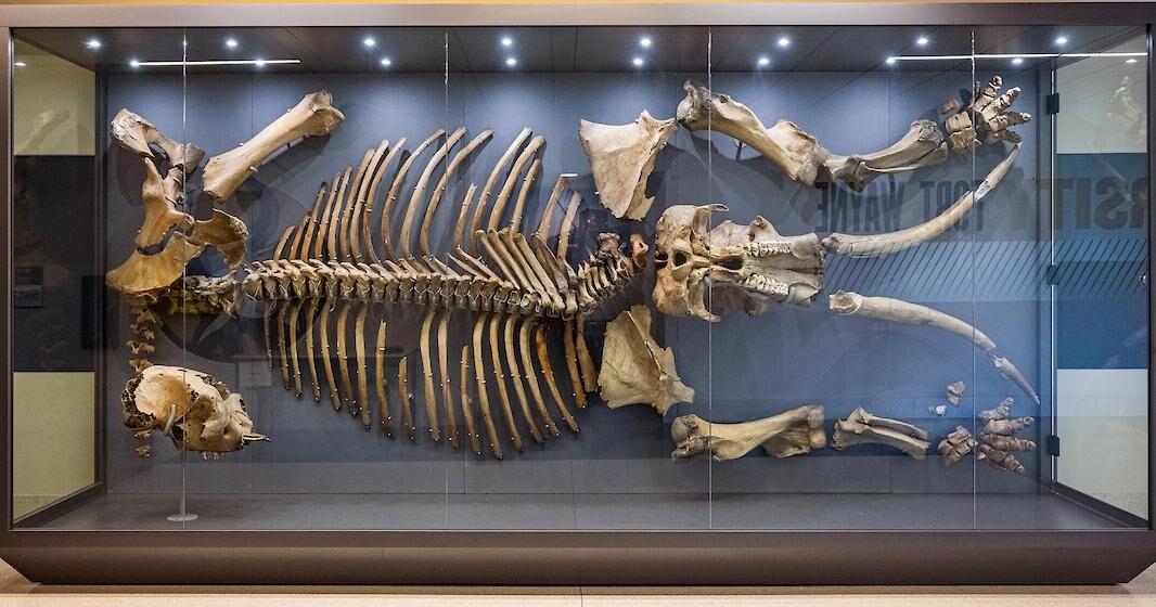 Home of the mastodons: Purdue Fort Wayne showcases permanent display ...