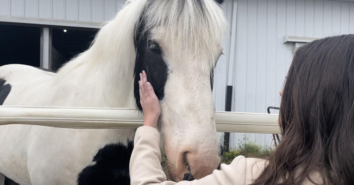 Camp Red Cedars opens a new horse playground | News | wfft.com