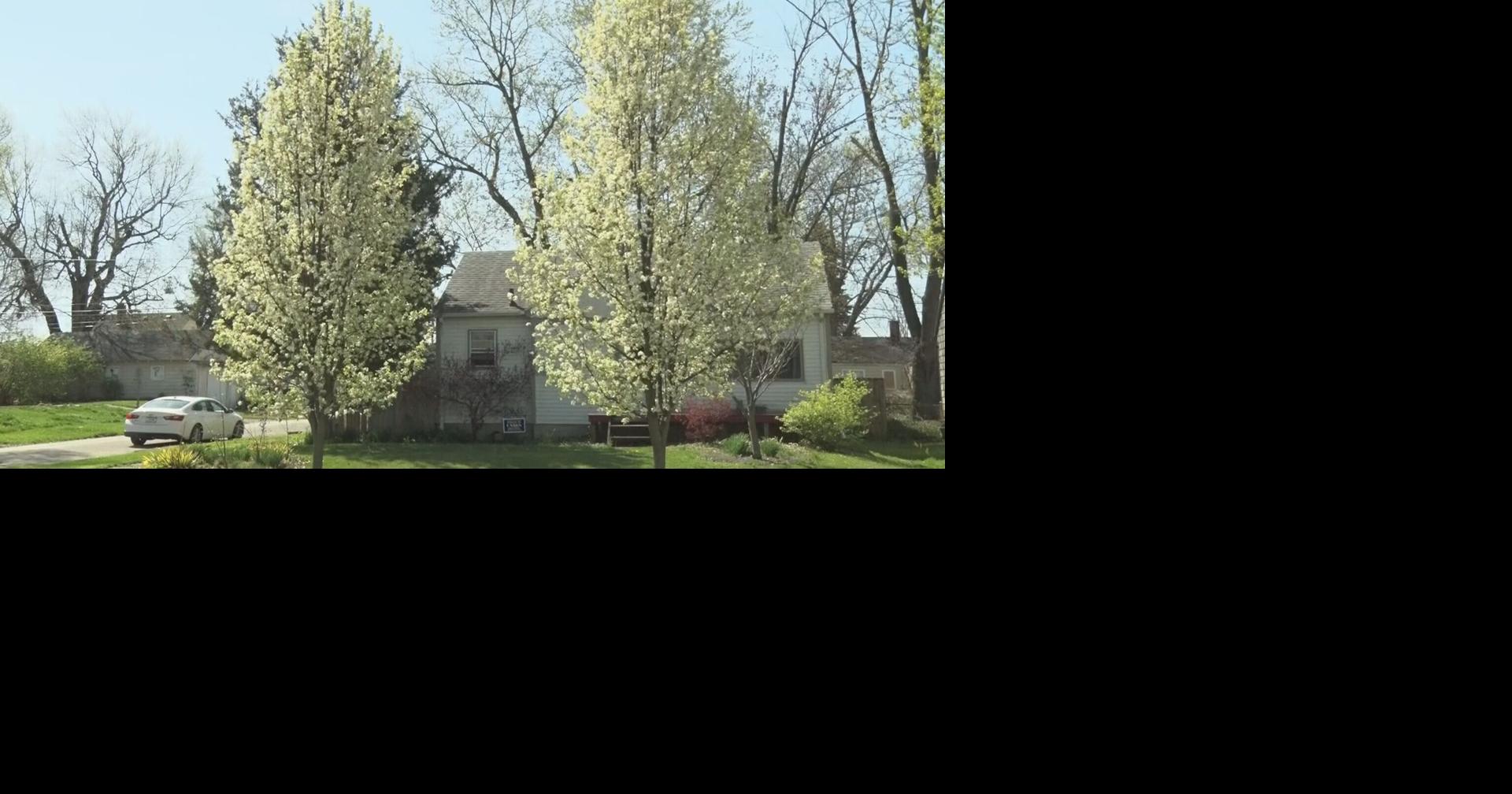 What's in your yard? How the Callery pear tree harms the ecosystem ...