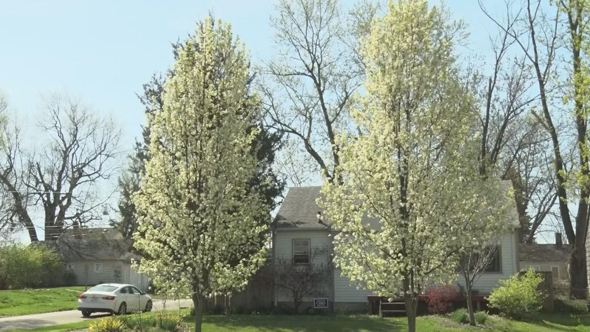 What's in your yard? How the Callery pear tree harms the ecosystem ...