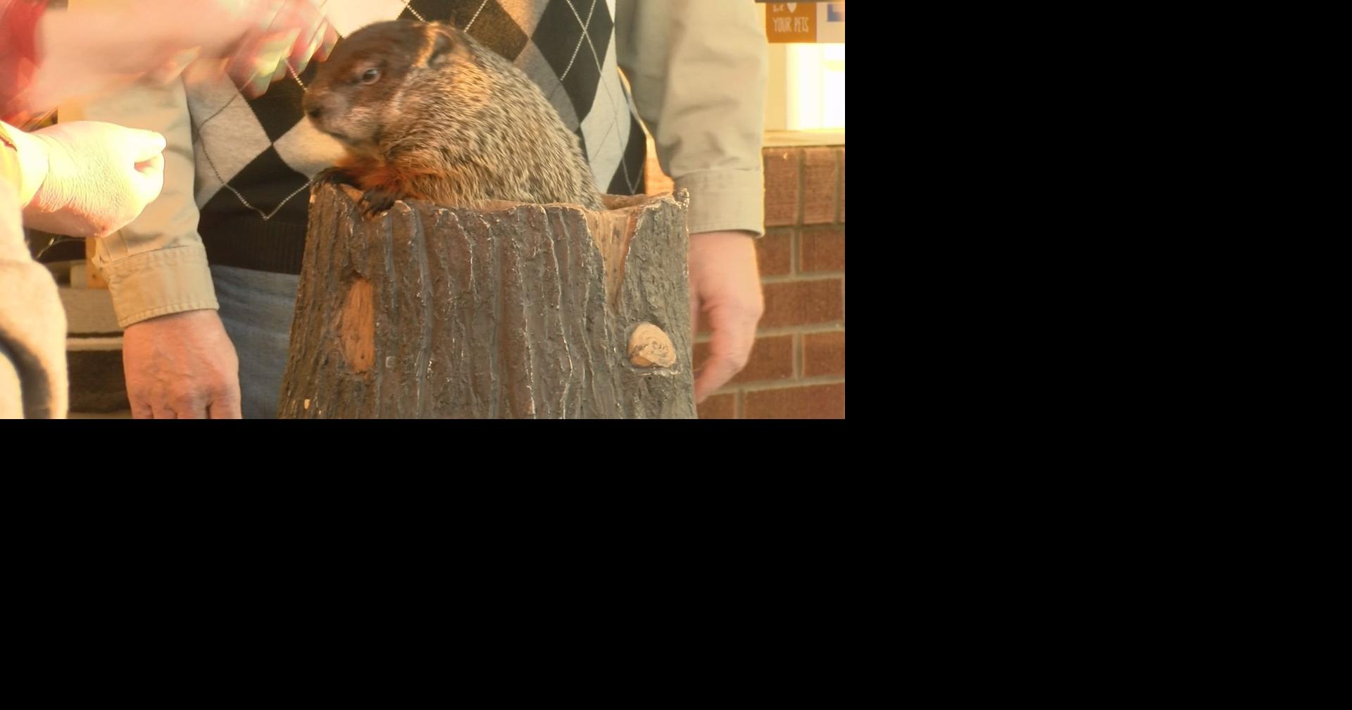 Groundhog Day: How reliable is Punxsutawney Phil? | Indiana | wfft.com