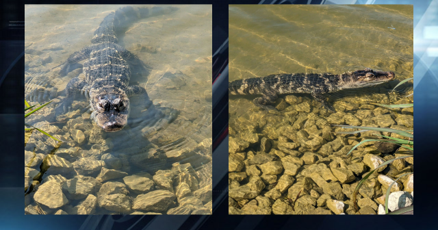 3-foot alligator found in Woodburn pond | Animals | wfft.com
