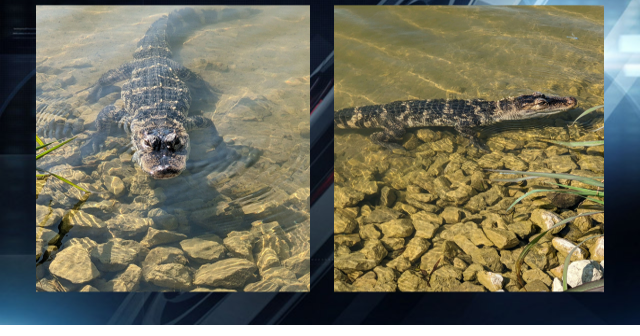 3-foot alligator found in Woodburn pond | Animals | wfft.com