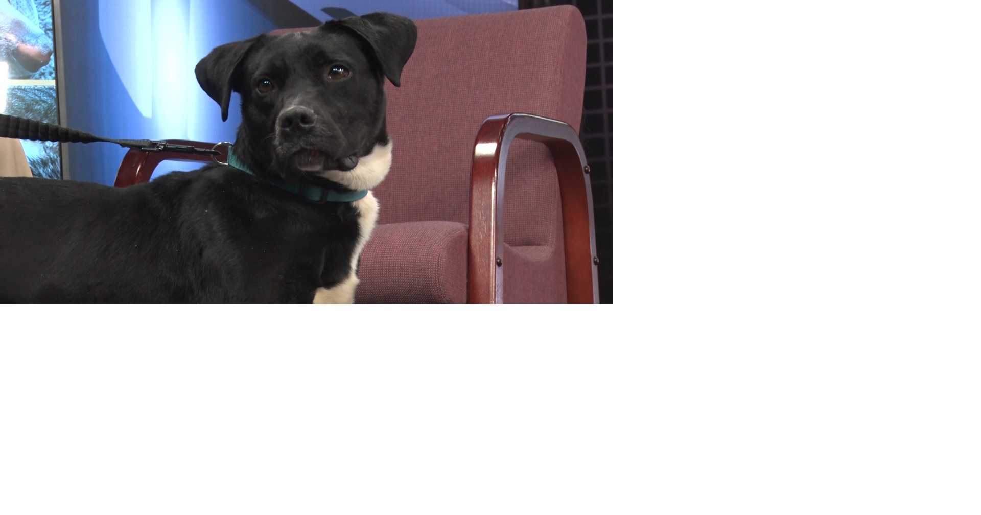 Paws-itively Pets: Shadow | Animals | wfft.com