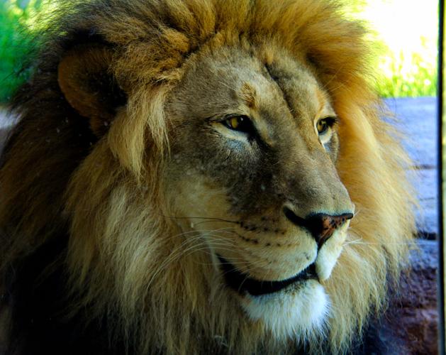 Fort Wayne Children's Zoo mourns loss of African lion Bahati | Animals ...