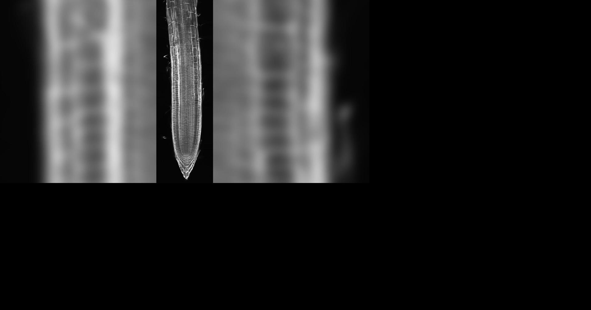 Meet an 'extreme' plant that thrives and grows faster under stress ...