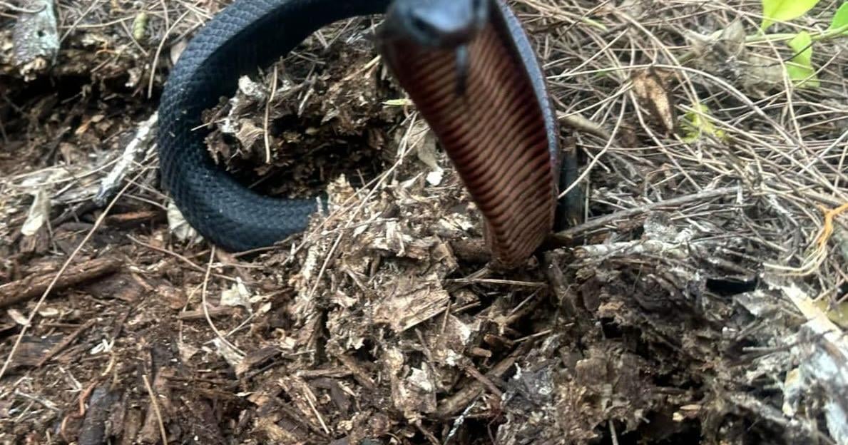 102 snakes removed from homeowner’s garden in Sydney | News | wfft.com