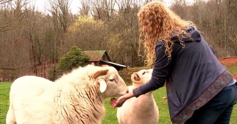 'Praying for a miracle:' Non-profit sanctuary for farm animals faces ...