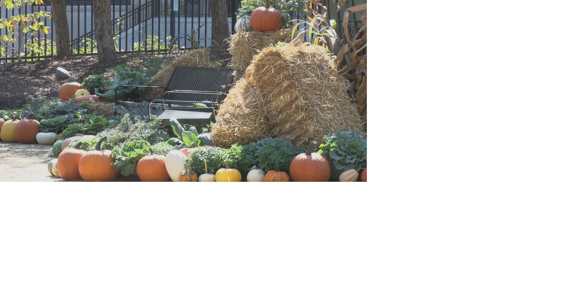 Pumpkin Path opens at Botanical Conservatory | News | wfft.com