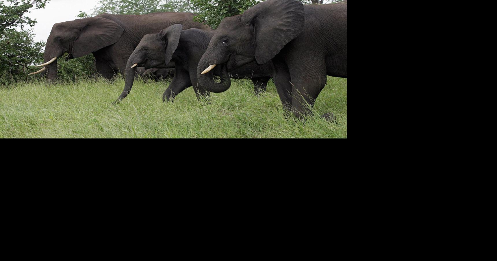 Tourist trampled to death by elephant while reportedly trying to save ...