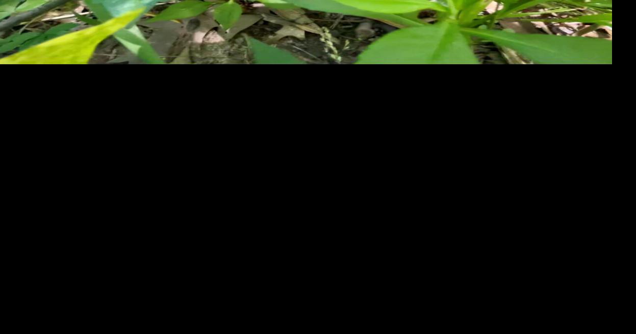 Nine-banded armadillos have established a stable population in Indiana ...