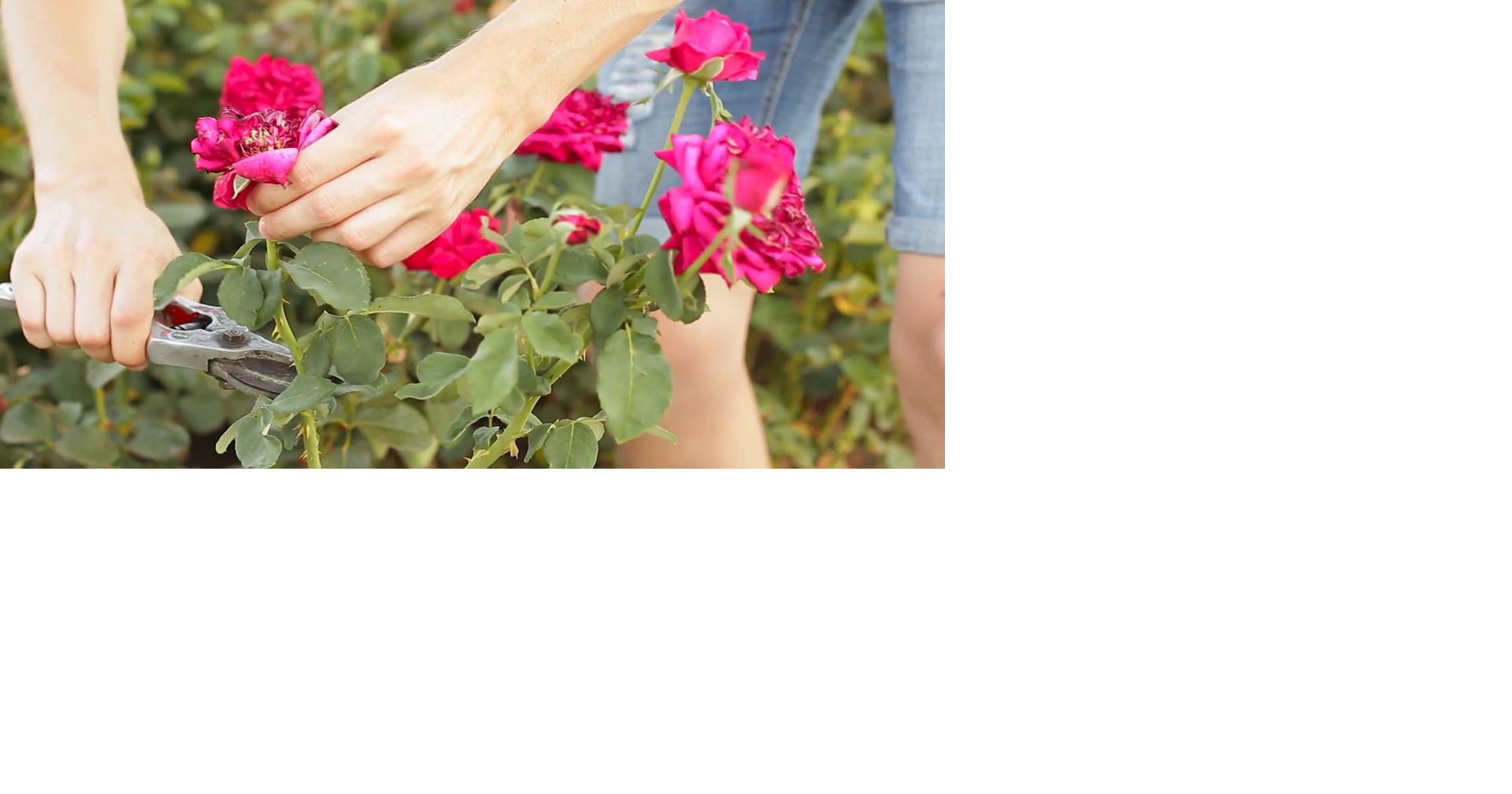 Experts warn invasive plants could choke out Indiana gardens this ...