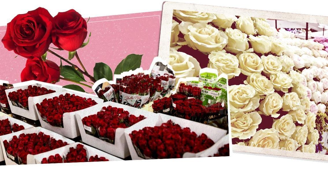 About 1 billion roses will cross borders for Valentine’s Day. Here’s ...