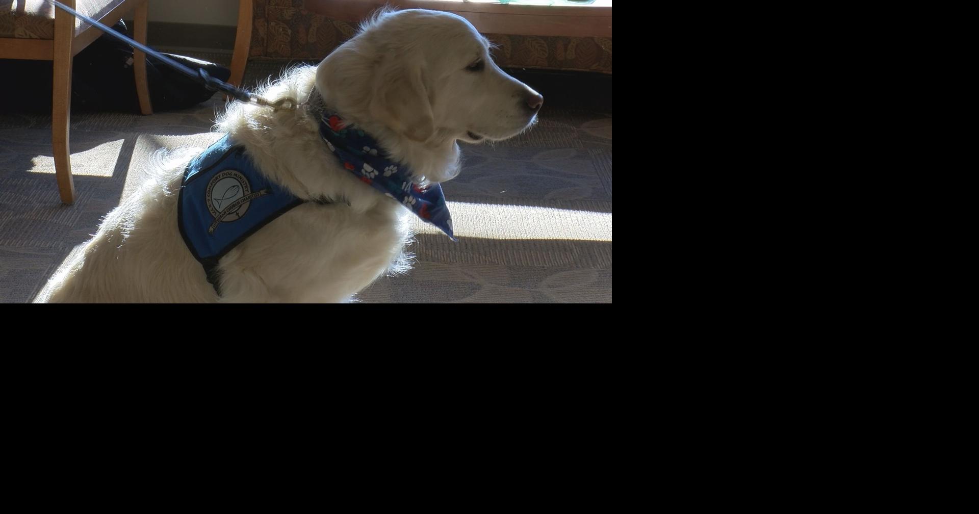 Jared the Comfort Dog | News | wfft.com