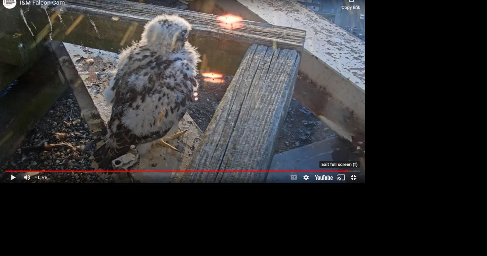 Peregrine falcon chick from I&M nest box dies | Animals | wfft.com