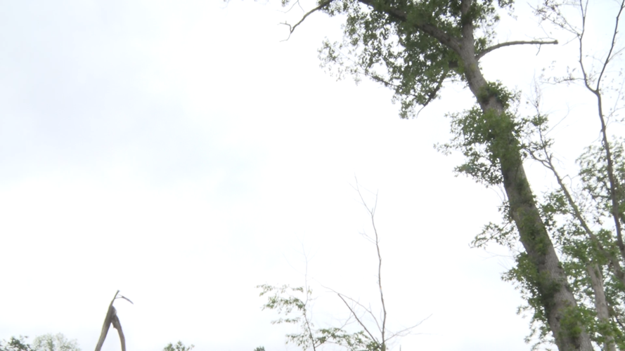 Fox Island Park to reopen Monday amid derecho clean up | Environment ...